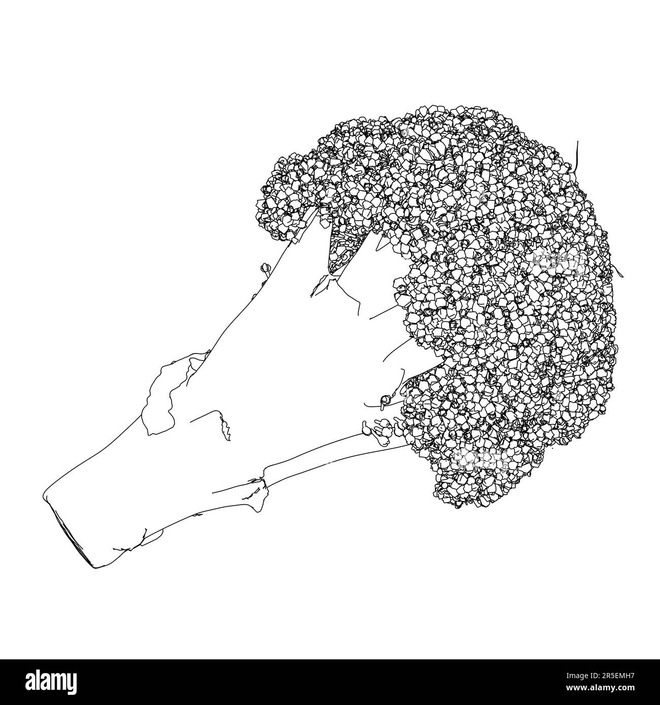 Outline of detailed broccoli from black lines isolated on white ...