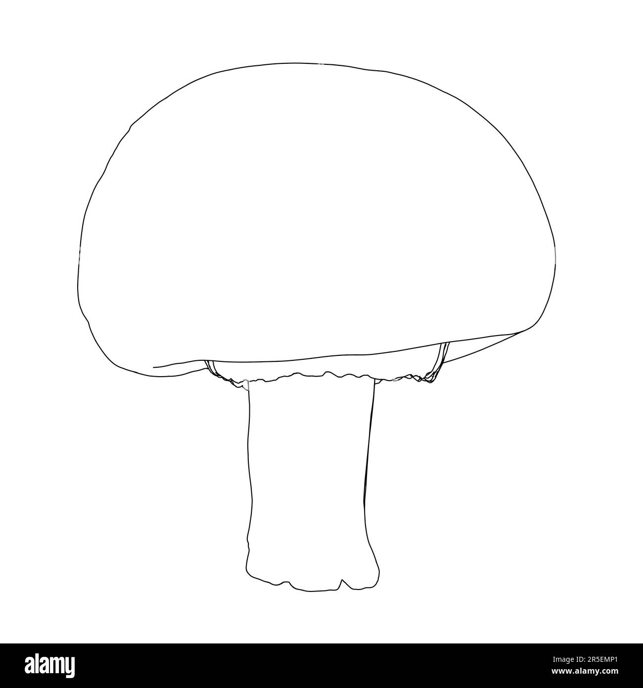 Outline of a mushroom from black lines isolated on a white background ...