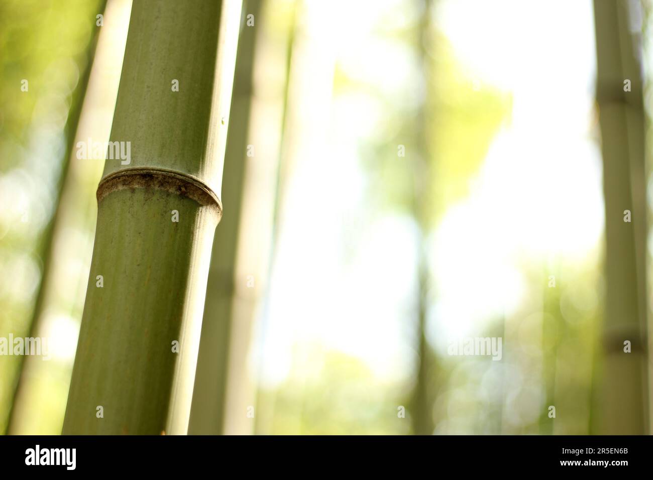 Spring park scenery with bamboo and roses and road in Namgang, Jinju ...