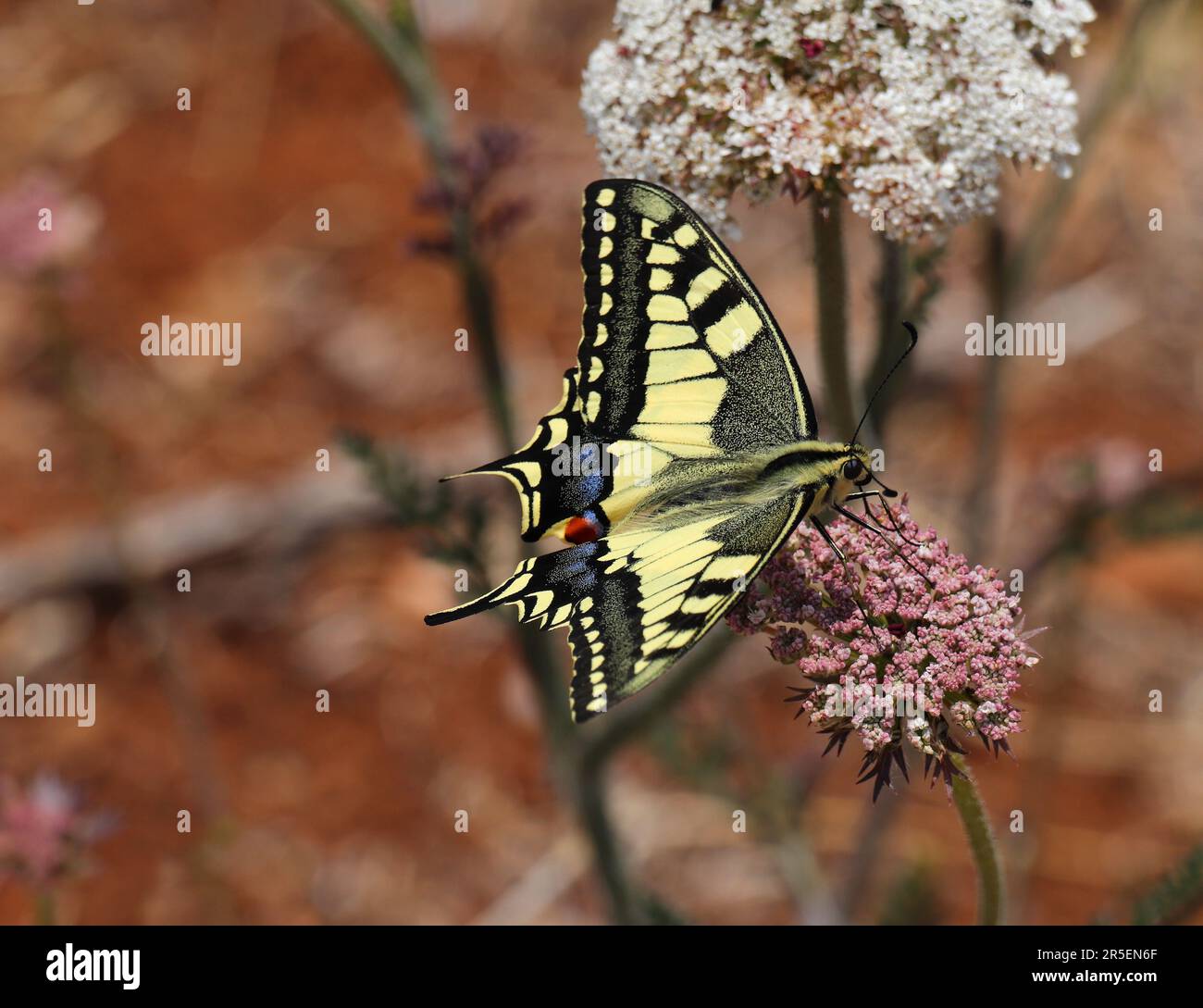 A rare Swallowtail butterfly - papilio machaon, pollinates a wildflower ...