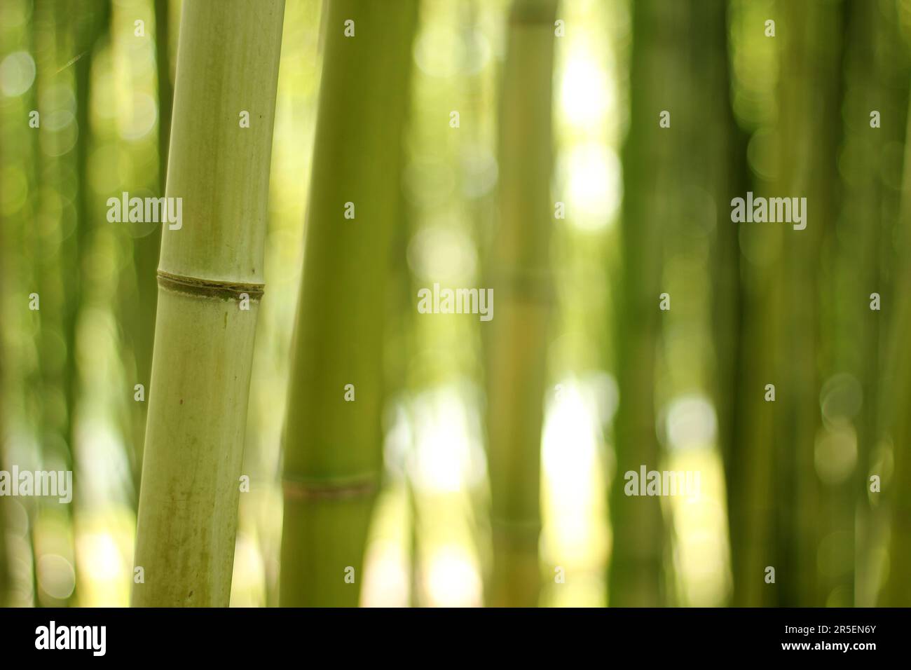 Spring park scenery with bamboo and roses and road in Namgang, Jinju ...