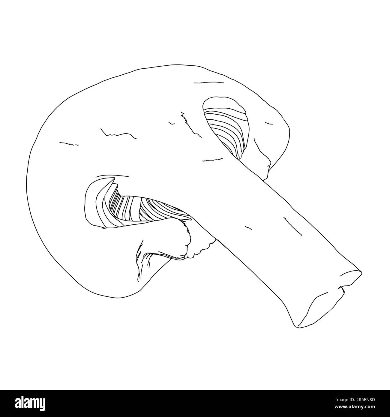 Outline of a mushroom cut in half from black lines isolated on a white ...