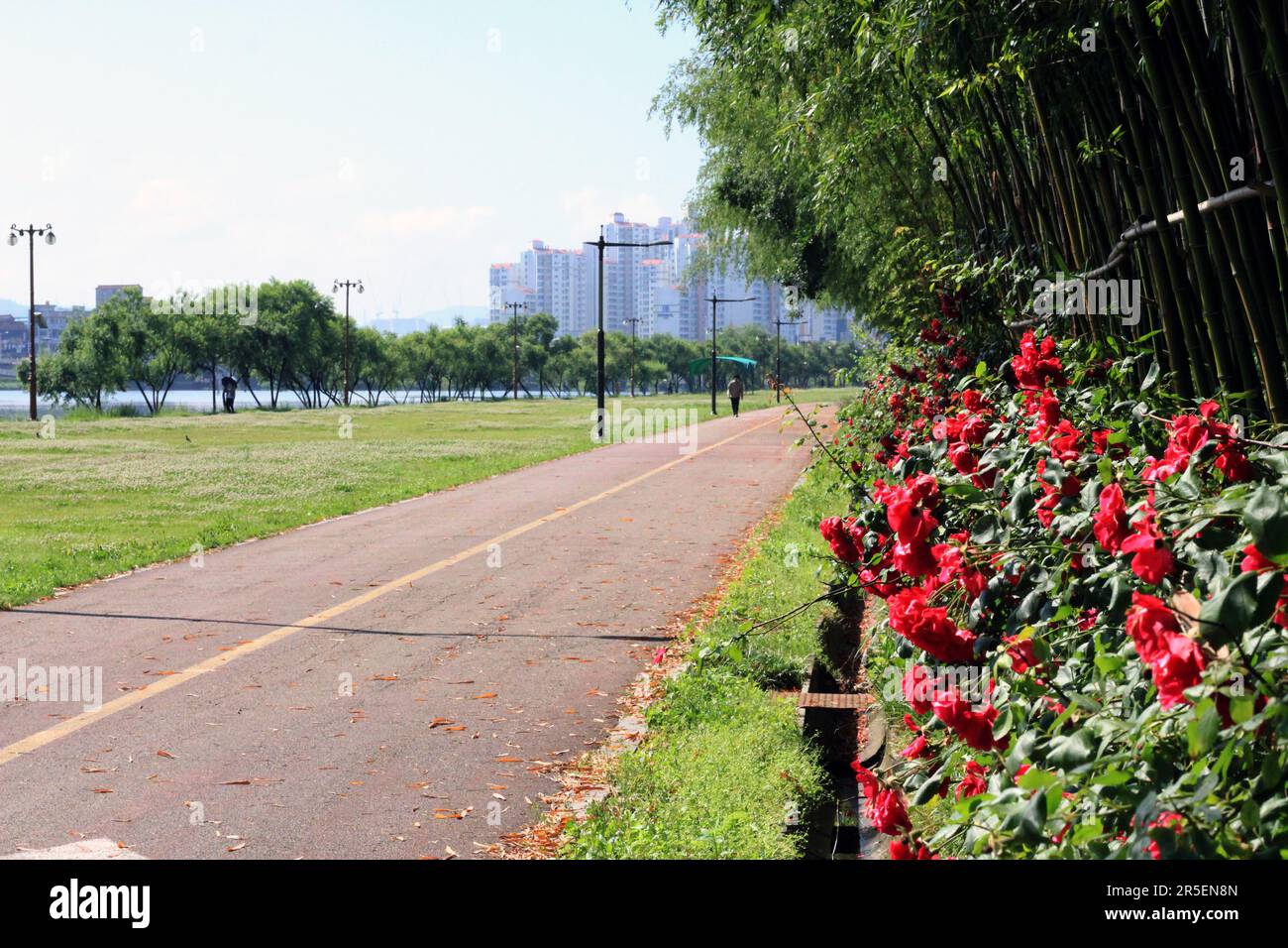 Spring park scenery with bamboo and roses and road in Namgang, Jinju ...
