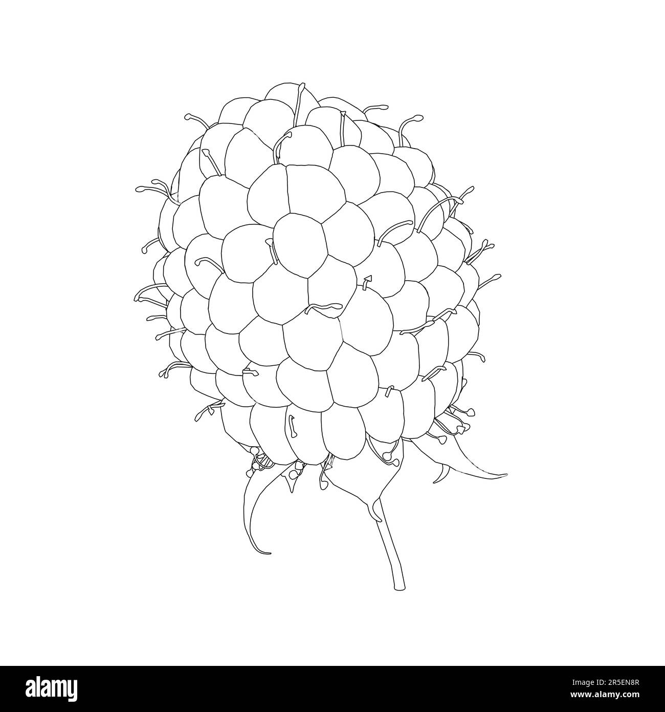 Raspberry outline from black lines isolated on white background. Front view. Vector illustration ...