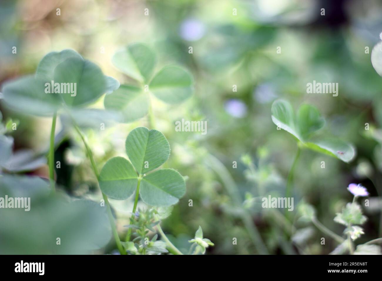 Spring park scenery with bamboo and roses and road in Namgang, Jinju ...