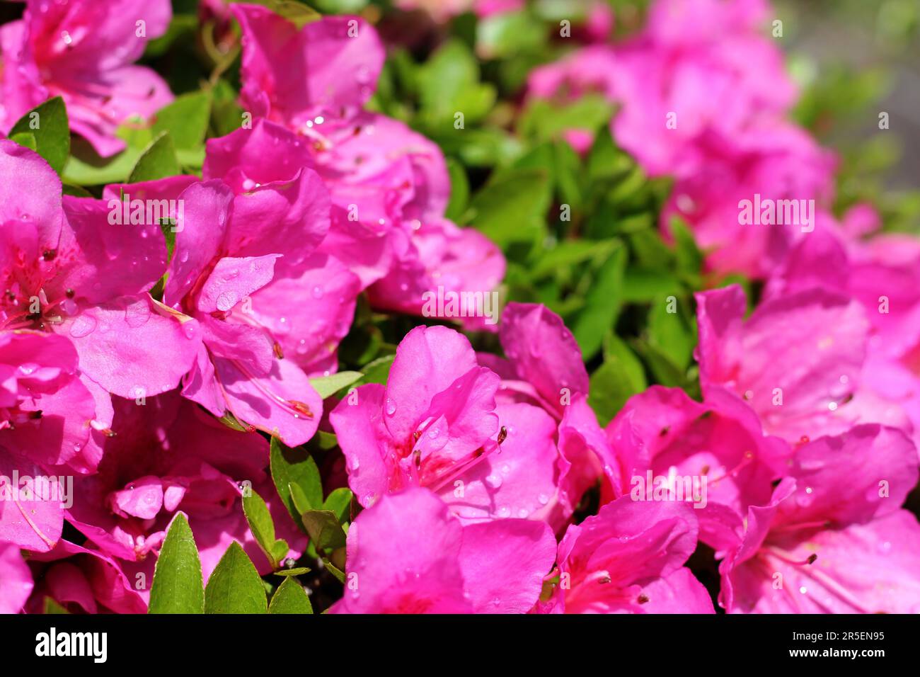 Purple bamboo park hi-res stock photography and images - Alamy