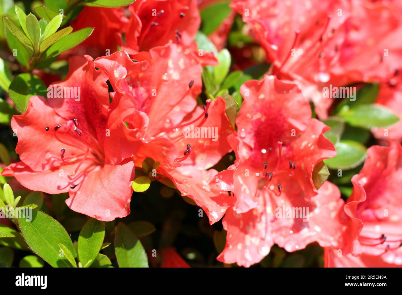 Spring park scenery with bamboo and roses and road in Namgang, Jinju ...