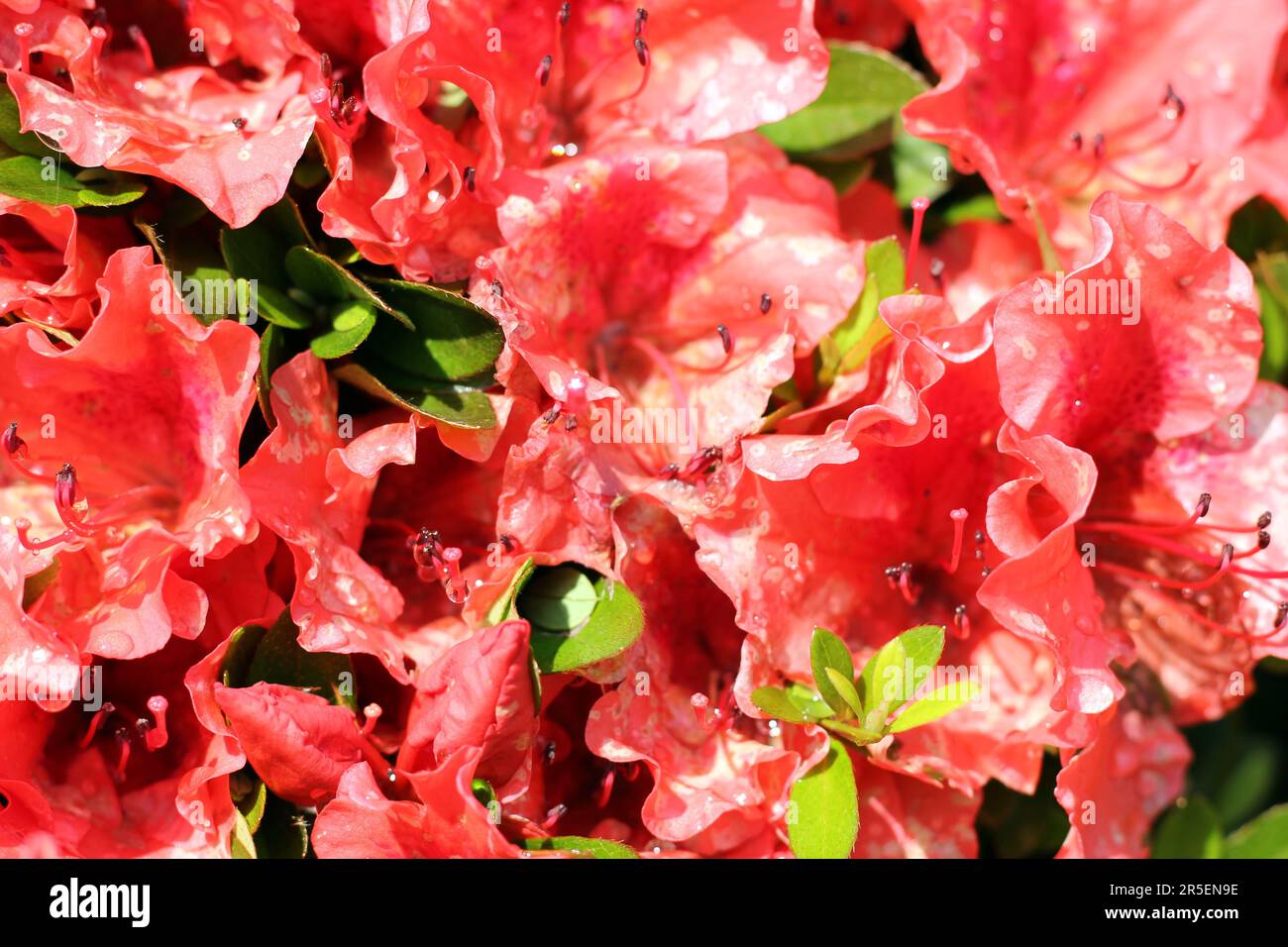 Spring park scenery with bamboo and roses and road in Namgang, Jinju ...