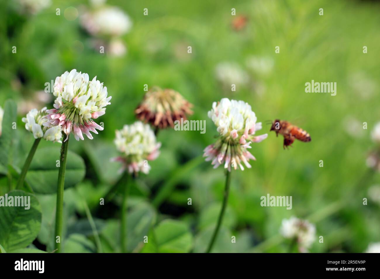 Spring park scenery with bamboo and roses and road in Namgang, Jinju ...