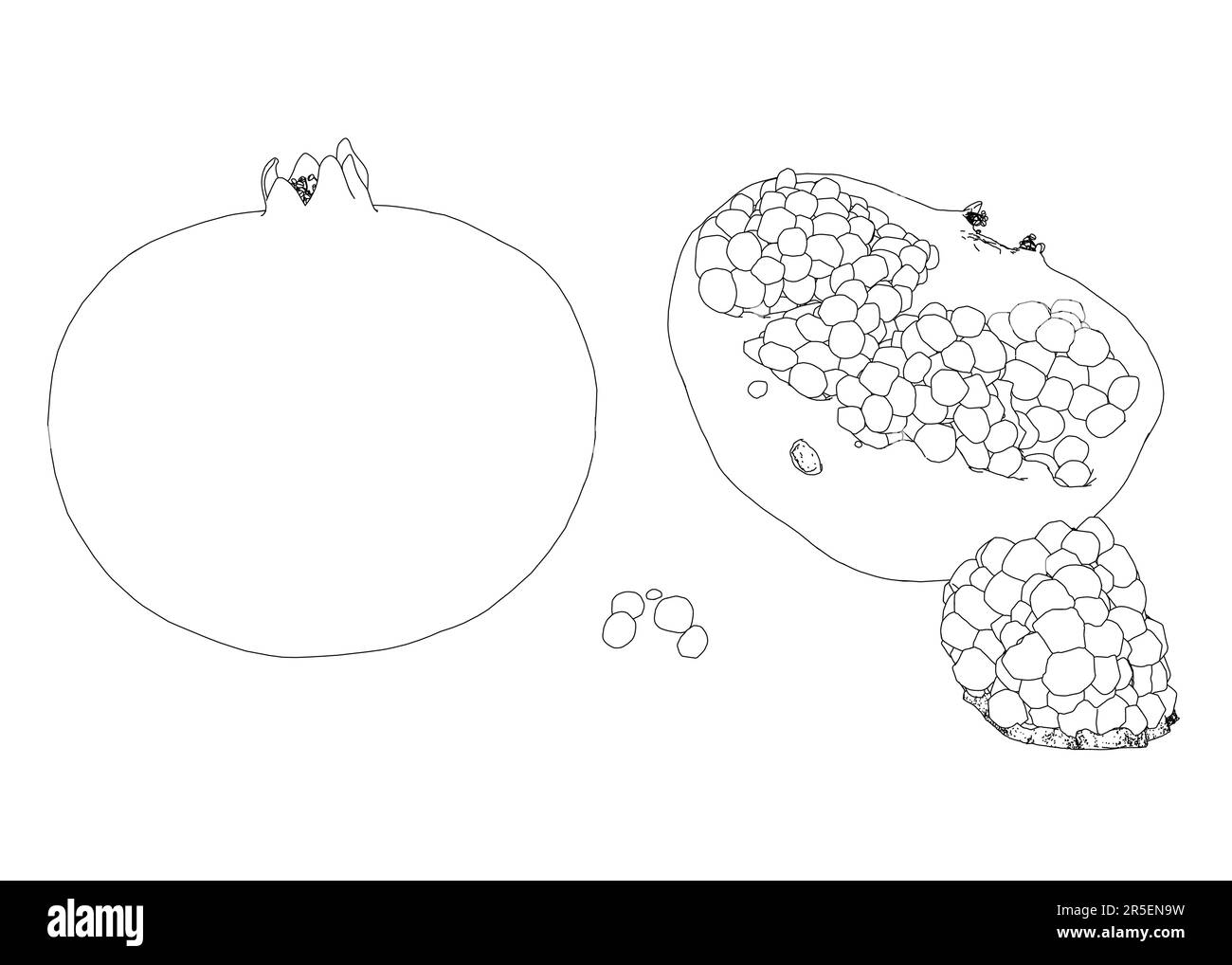 Pomegranate growth contour from black lines isolated on white ...