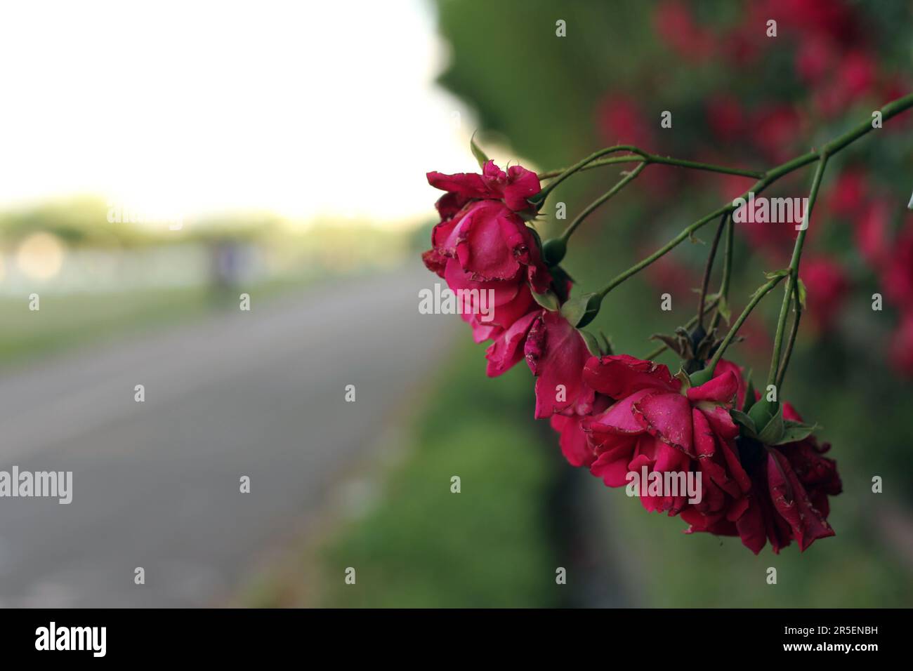 Spring park scenery with bamboo and roses and road in Namgang, Jinju ...