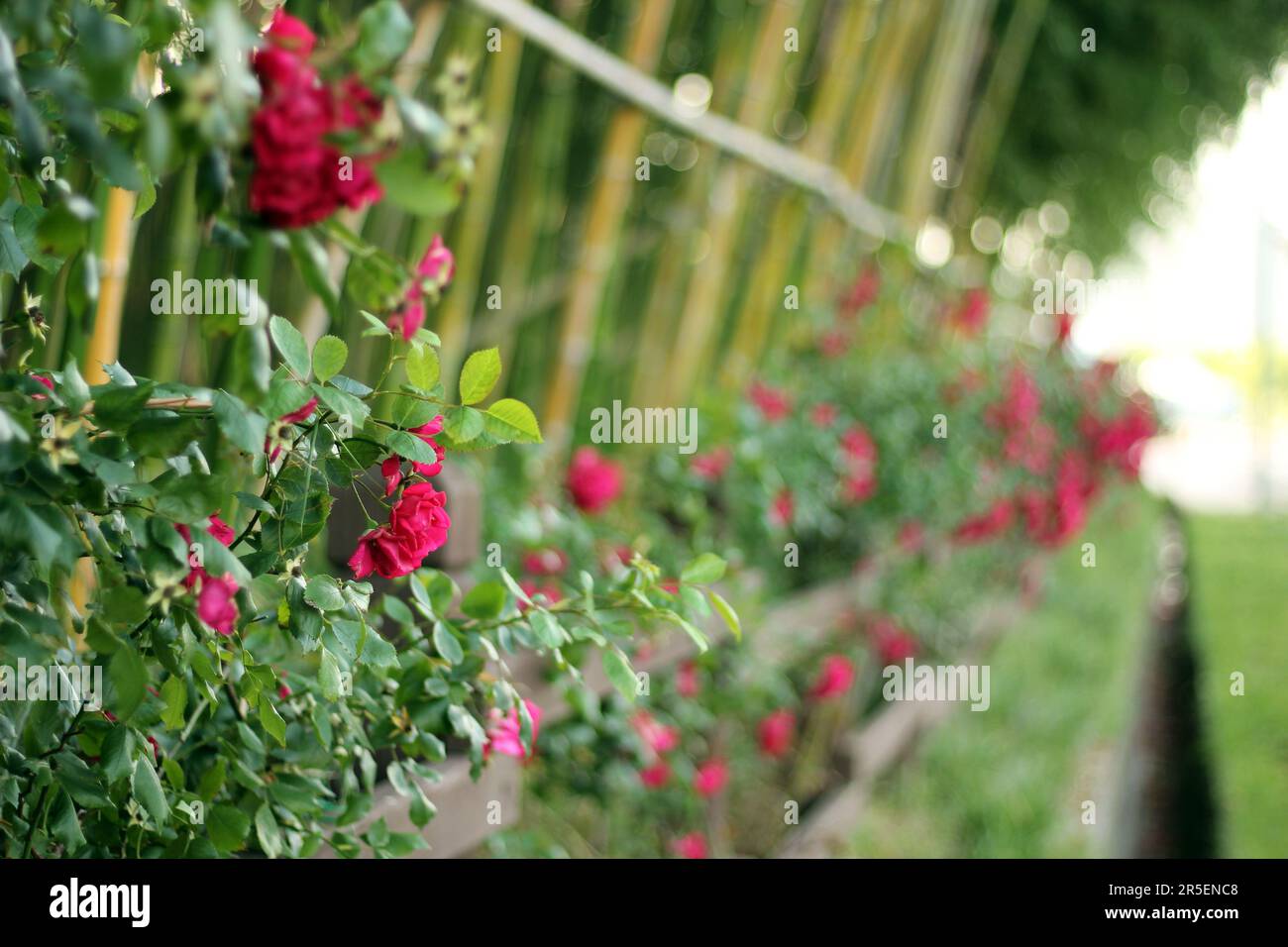 Spring park scenery with bamboo and roses and road in Namgang, Jinju ...