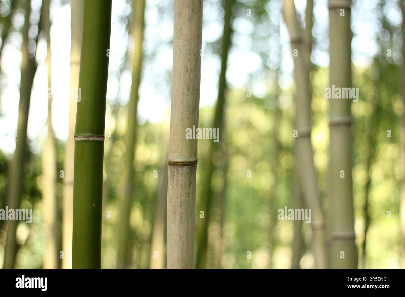 Spring park scenery with bamboo and roses and road in Namgang, Jinju ...