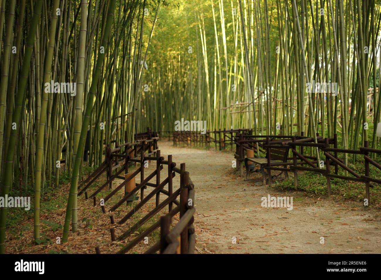 Spring park scenery with bamboo and roses and road in Namgang, Jinju ...