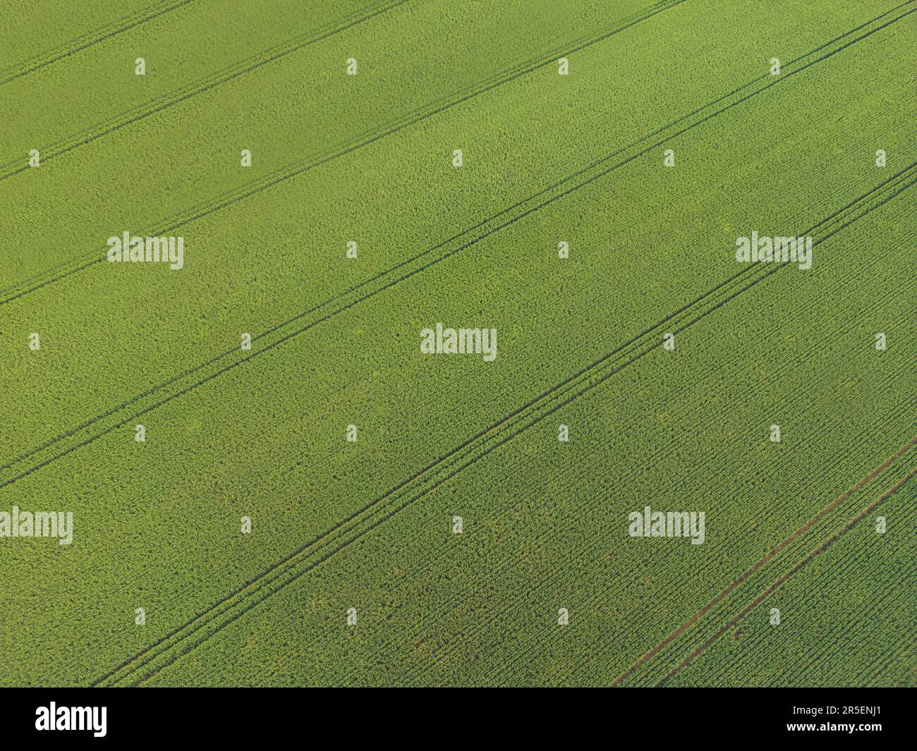 Taking care of the crop. Aerial view of a huge farmland. Green wheat ...