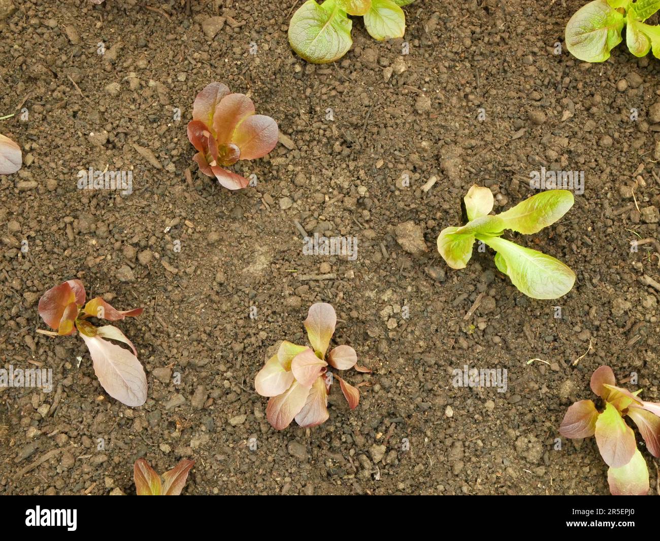 Seedlings Lactuca sativa lettuce butterhead bio Lactuca sativa capitata ...