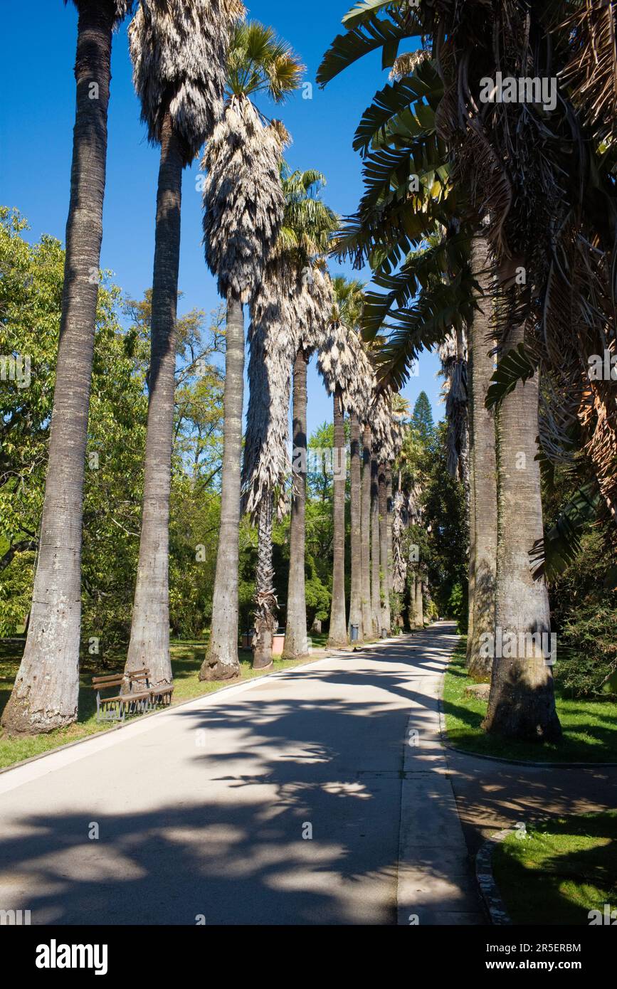 Giant palm trees line the main path in the hidden botanical gardens of ...