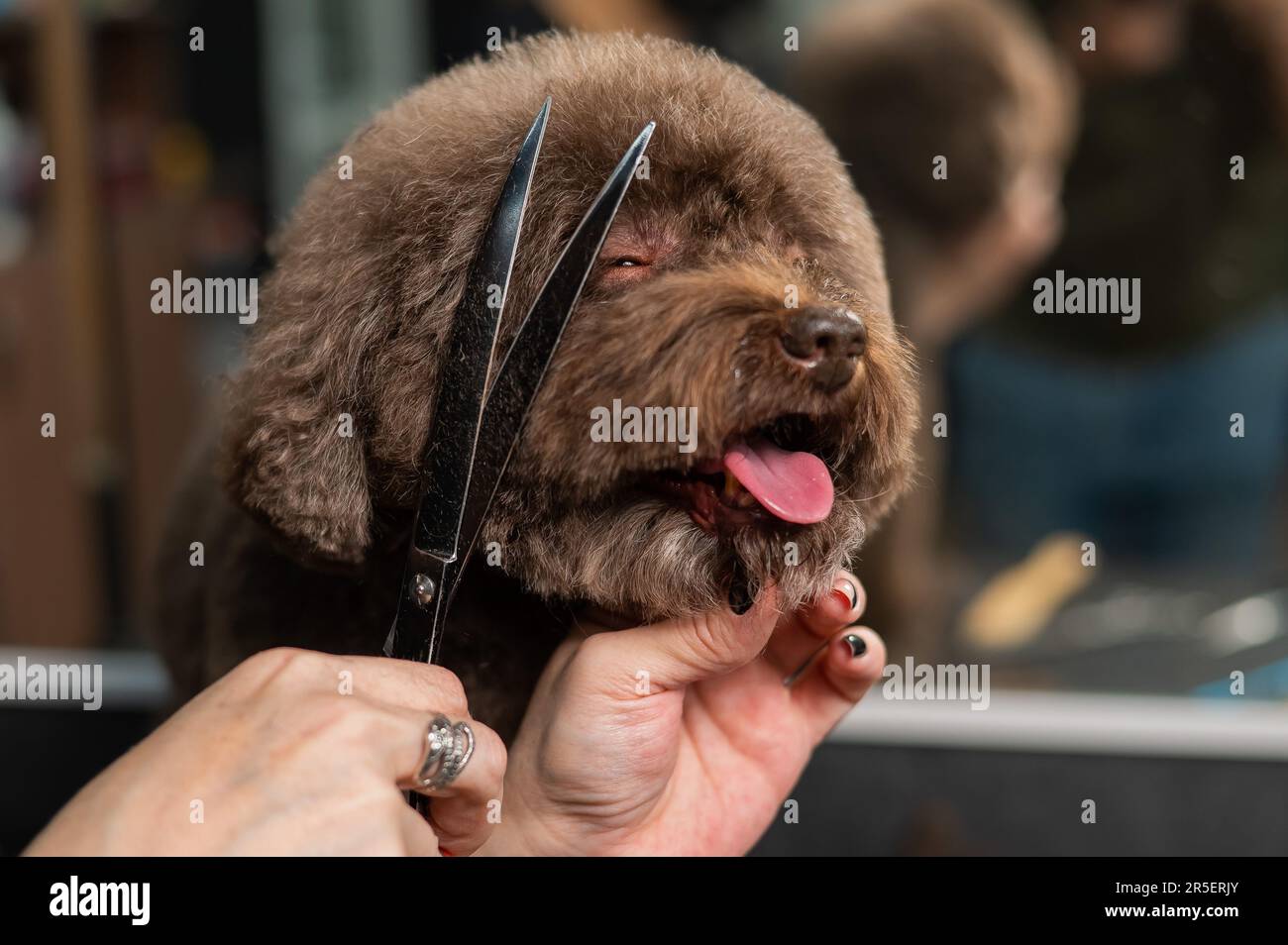 Woman trimming a small dog with scissors in a grooming salon Stock ...