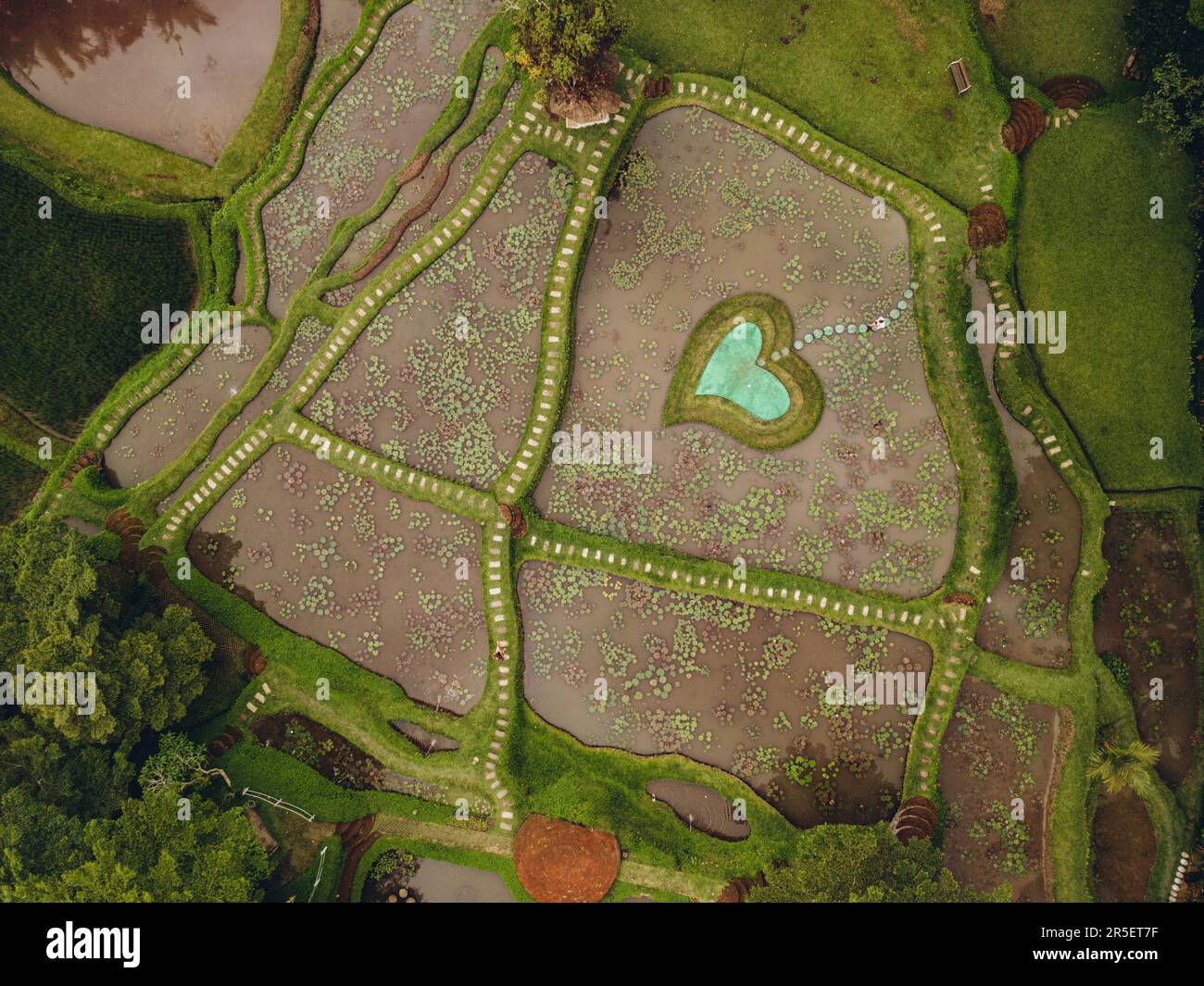 Aerial view of rice terraces with small heart shaped lake on Bali ...