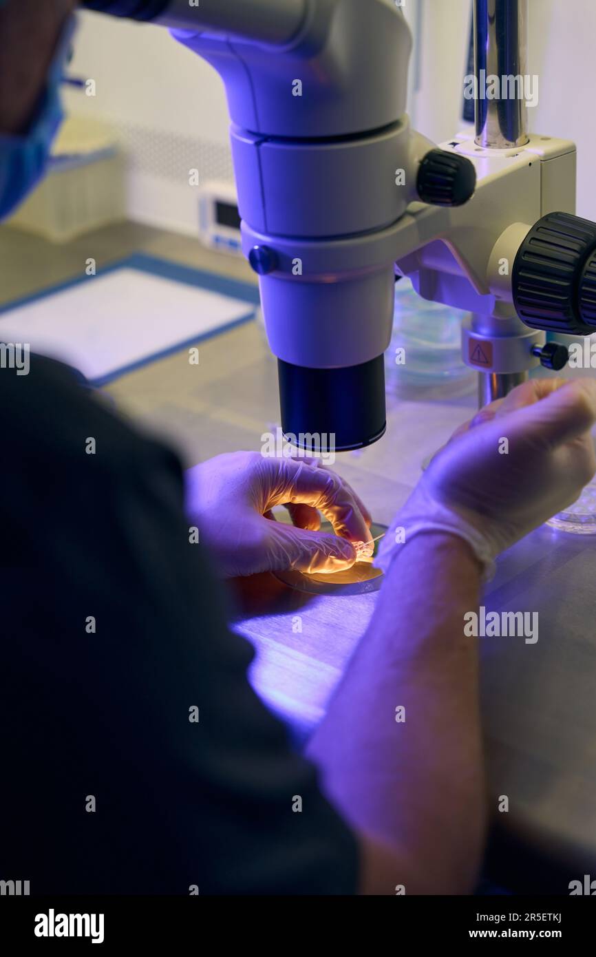 Embryologist taking sperm sample from test-tube to examine under ...