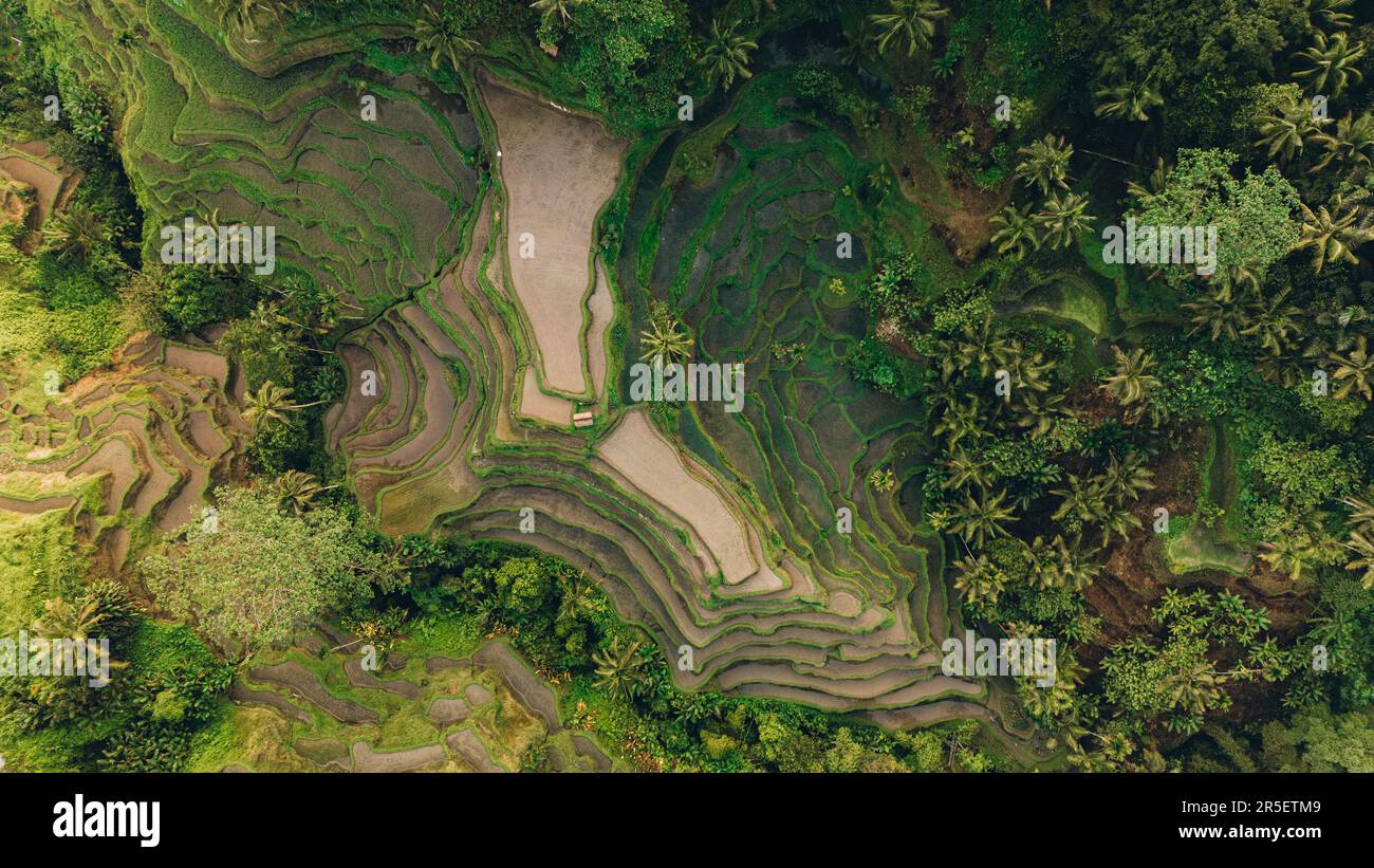 Aerial view of Tegallalang Bali rice terraces. Tropical landscape on ...