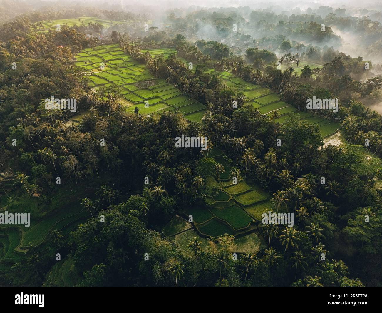 Aerial view of abstract geometric shapes of Bali Lush green rice fields ...