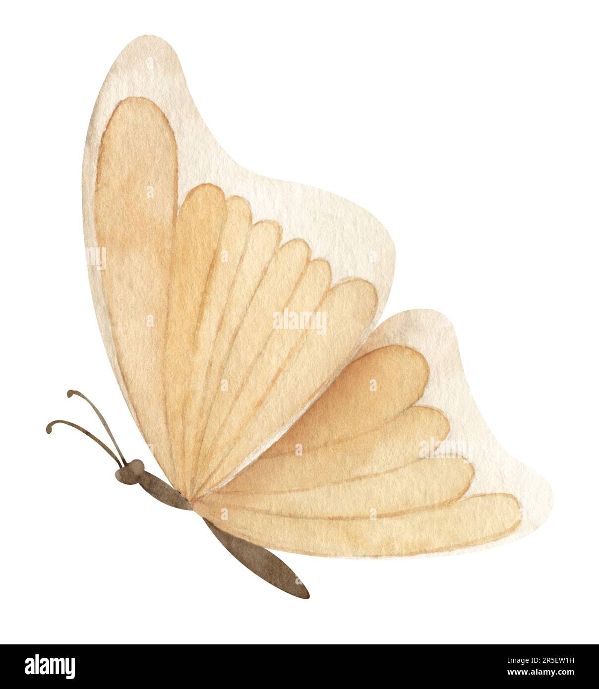 Watercolor beige Butterfly on white isolated background. Hand drawn ...