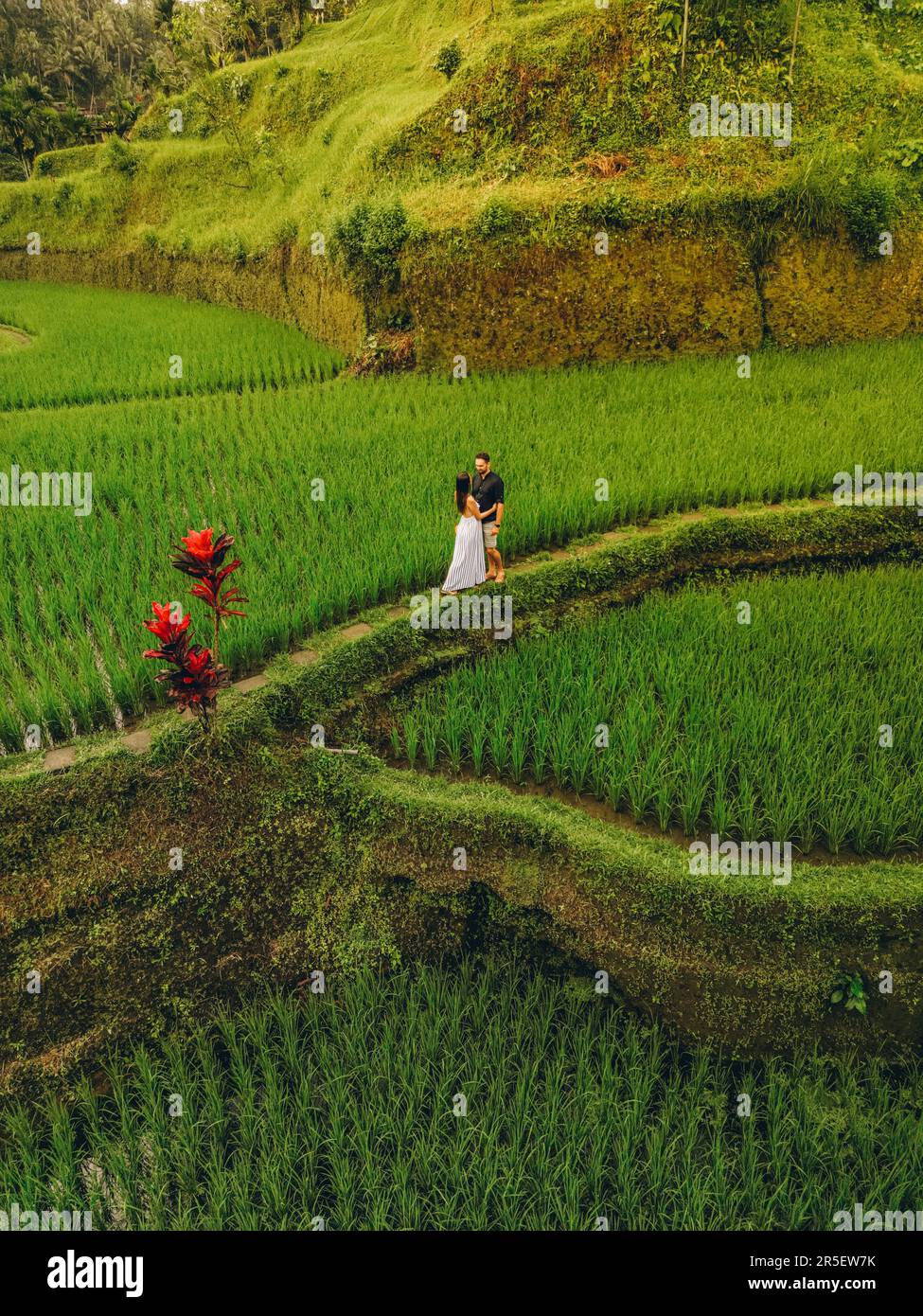 A couple stands in a green field with tall grass, aerial view of ...