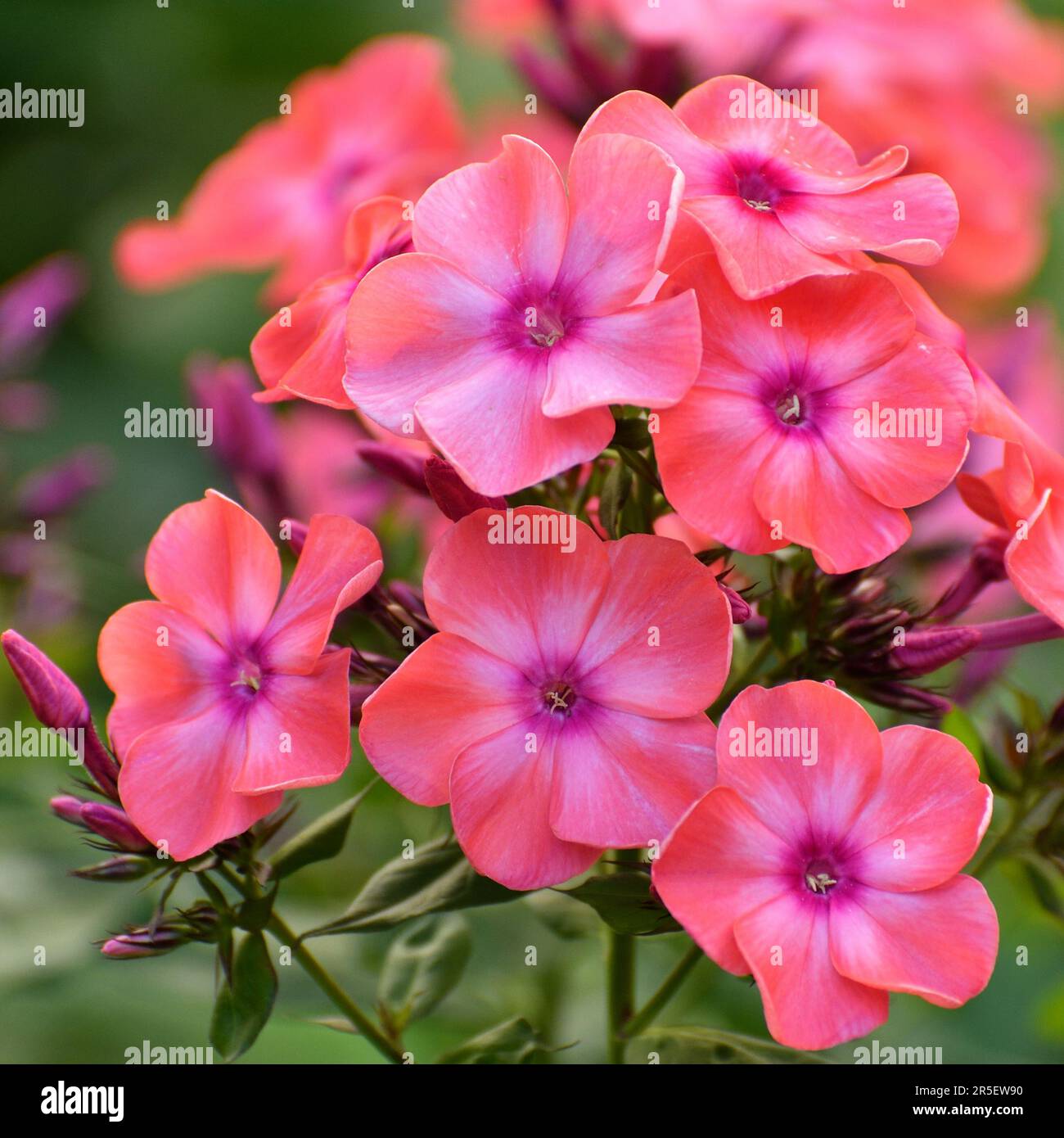 Common phlox hi-res stock photography and images - Alamy