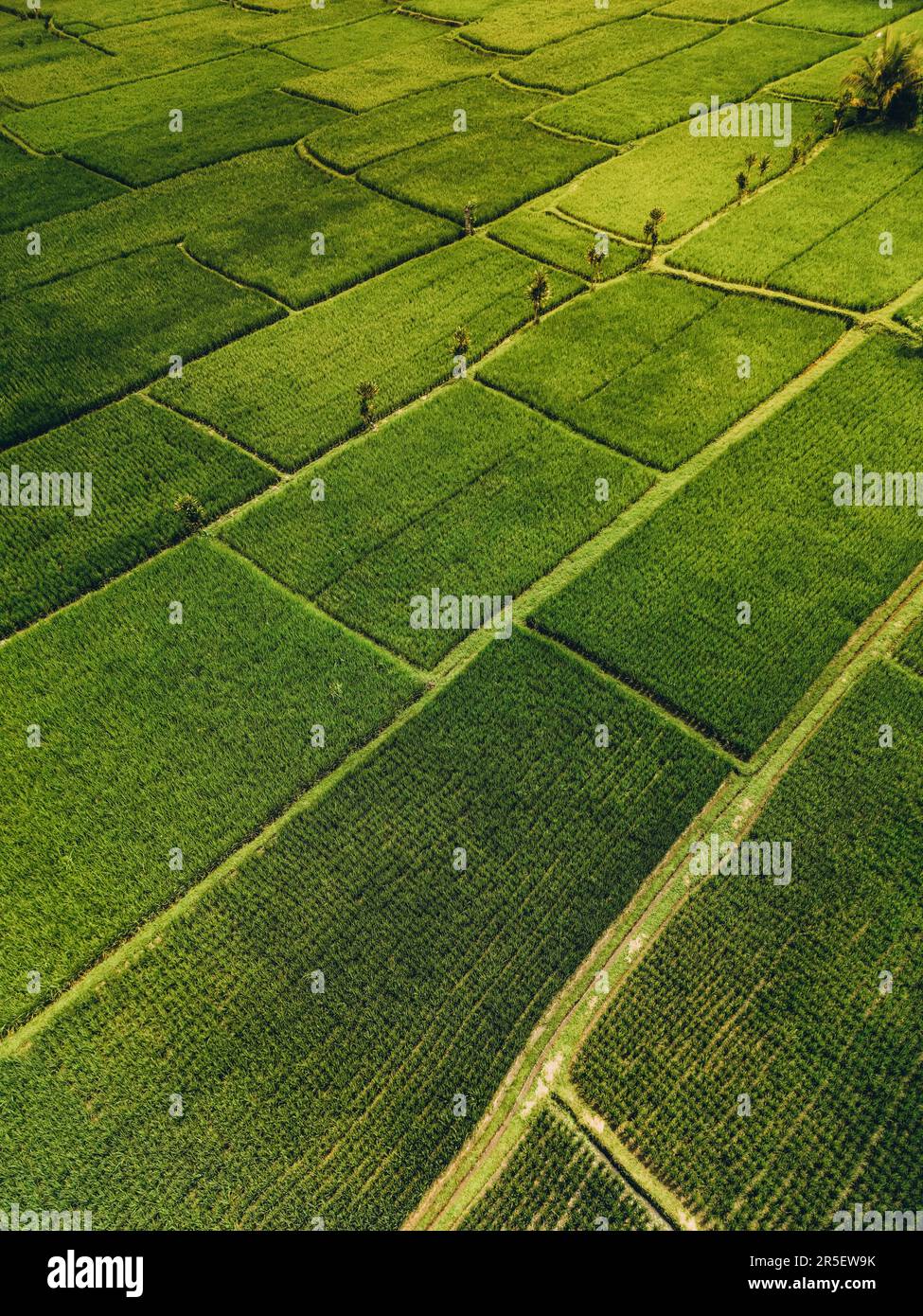 Aerial view of abstract geometric shapes of Bali Lush green rice fields ...