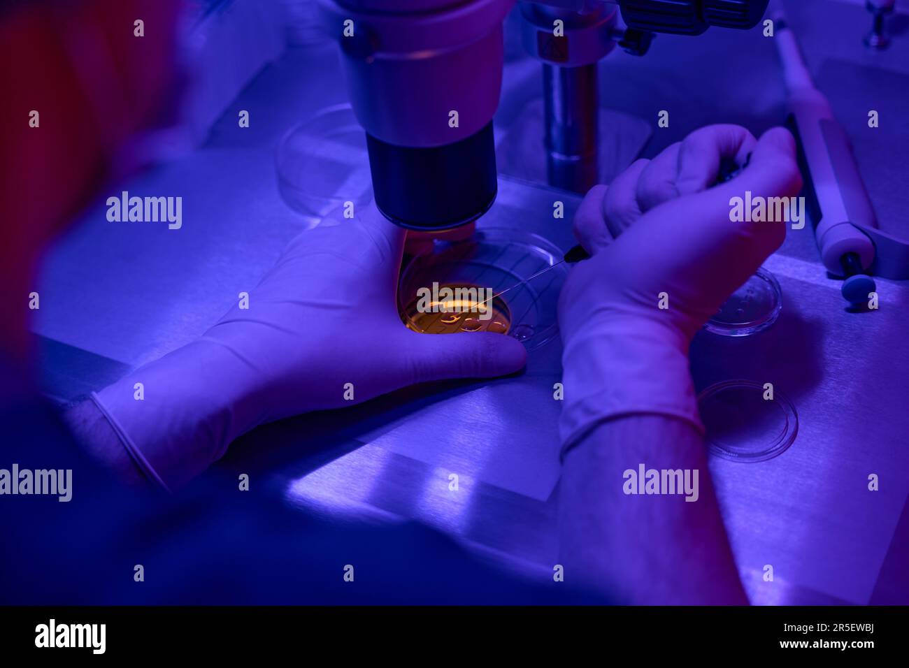 Embryologist checking state of embryos in petri dish Stock Photo - Alamy