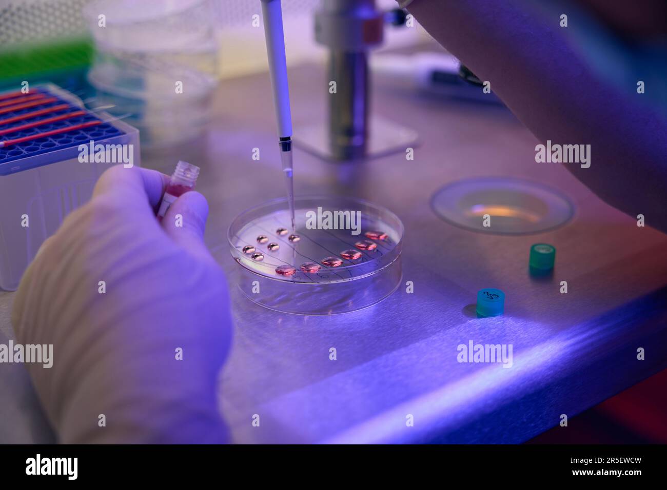 Reproductology laboratory worker adding cells on cleavage dish Stock ...