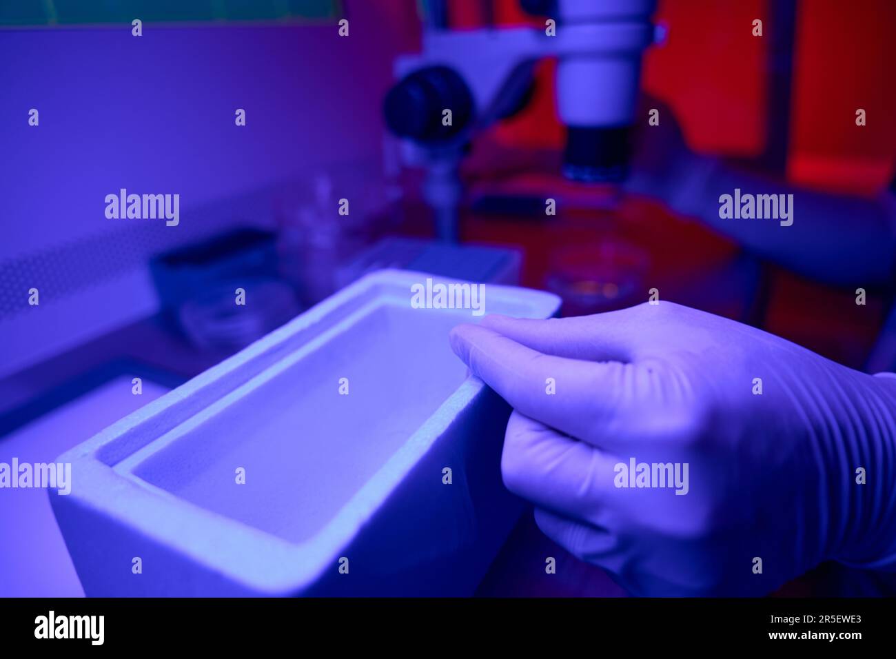 Technician putting straw with embryo into liquid nitrogen tank Stock ...