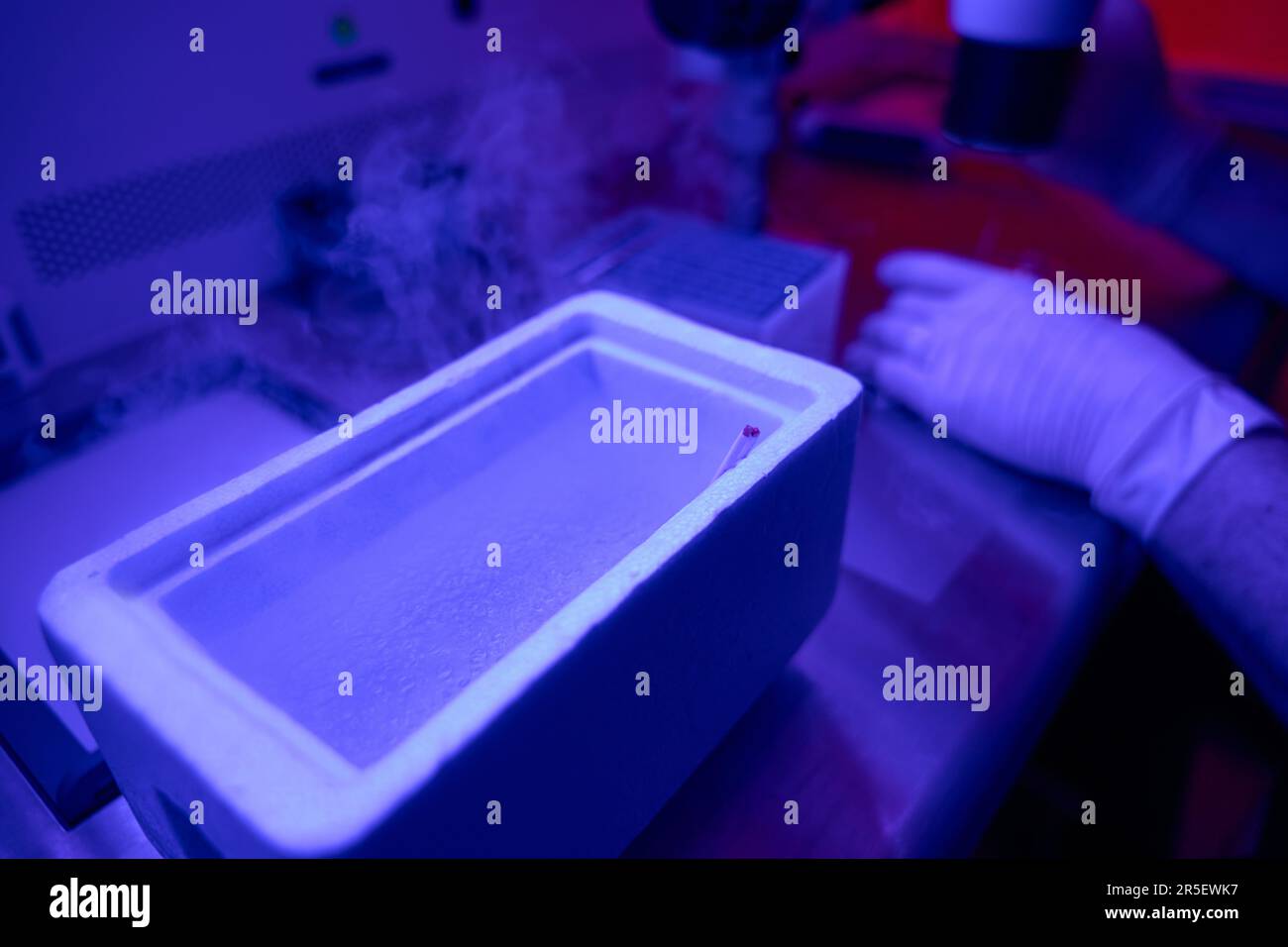 Technician preparing straws with embryos for cryopreservation Stock ...
