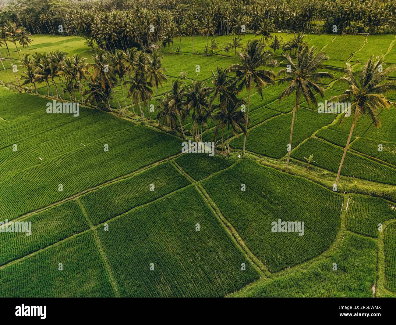 Aerial view of abstract geometric shapes of Bali Lush green rice fields ...
