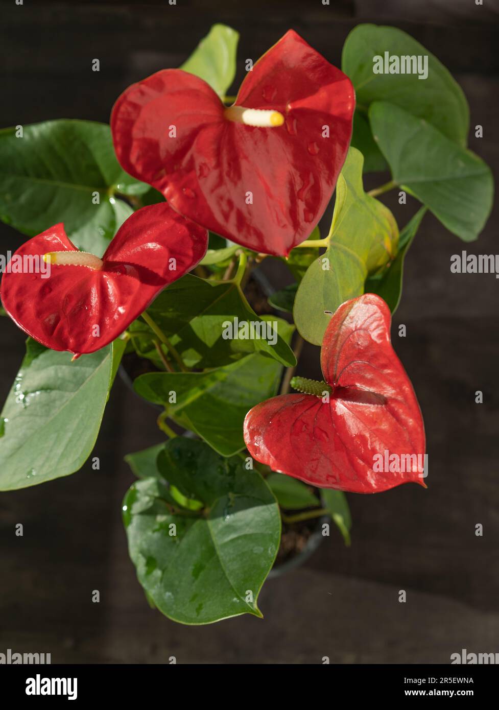 Anthurium buds on black background. Red home flower with a yellow ...