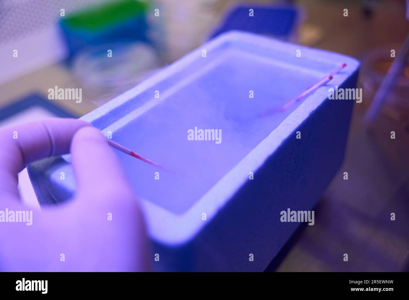 Laboratory technician dipping straws with embryos into tank with liquid ...