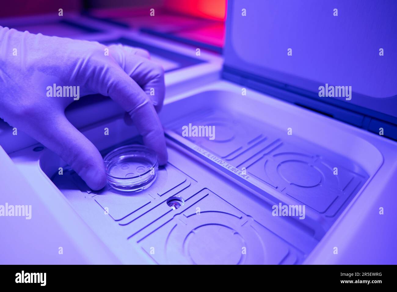 Laboratory worker placing embryos into chamber with heated lid and ...