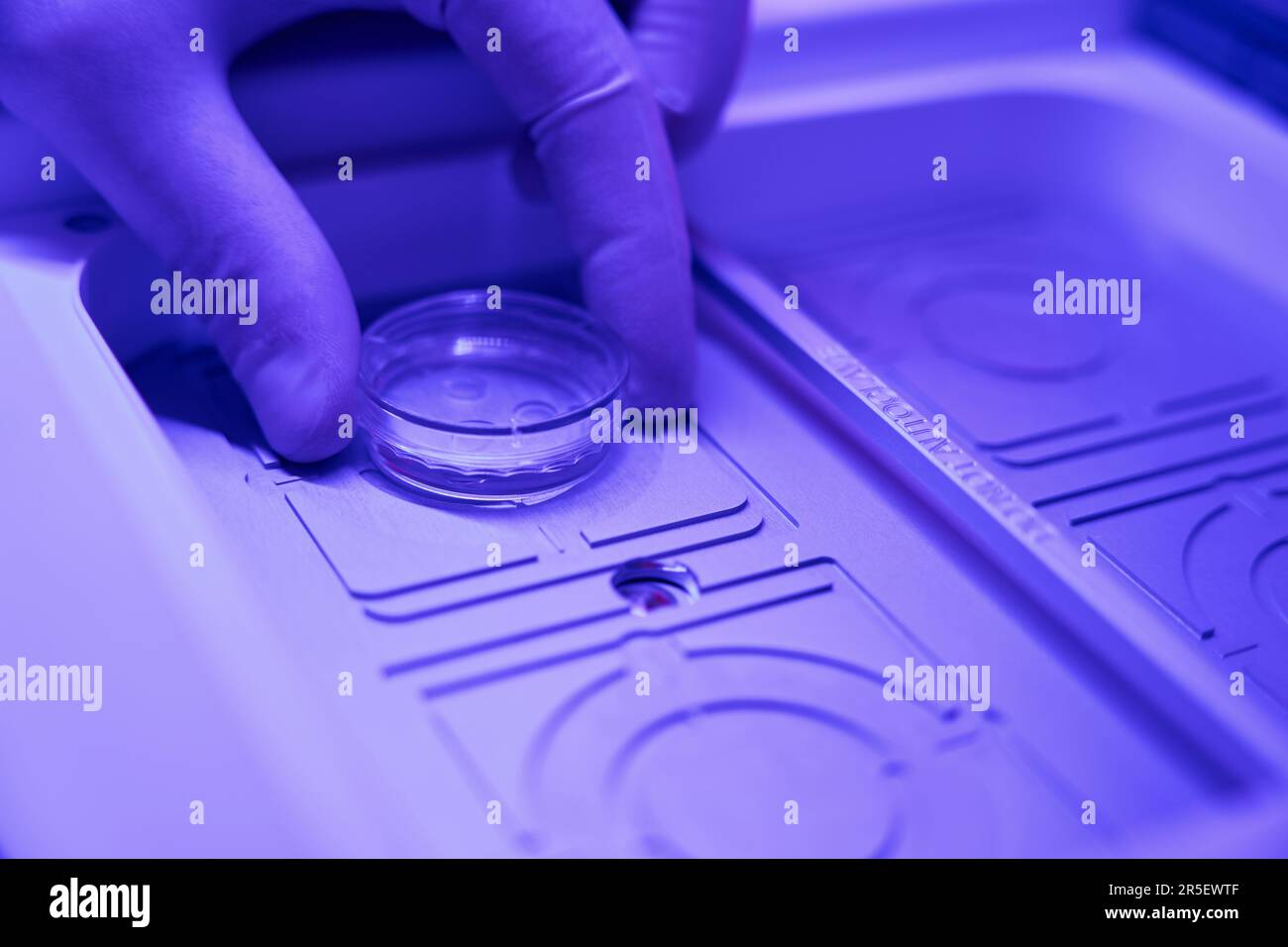 Biolaboratory worker taking away embryos from incubator chamber Stock ...