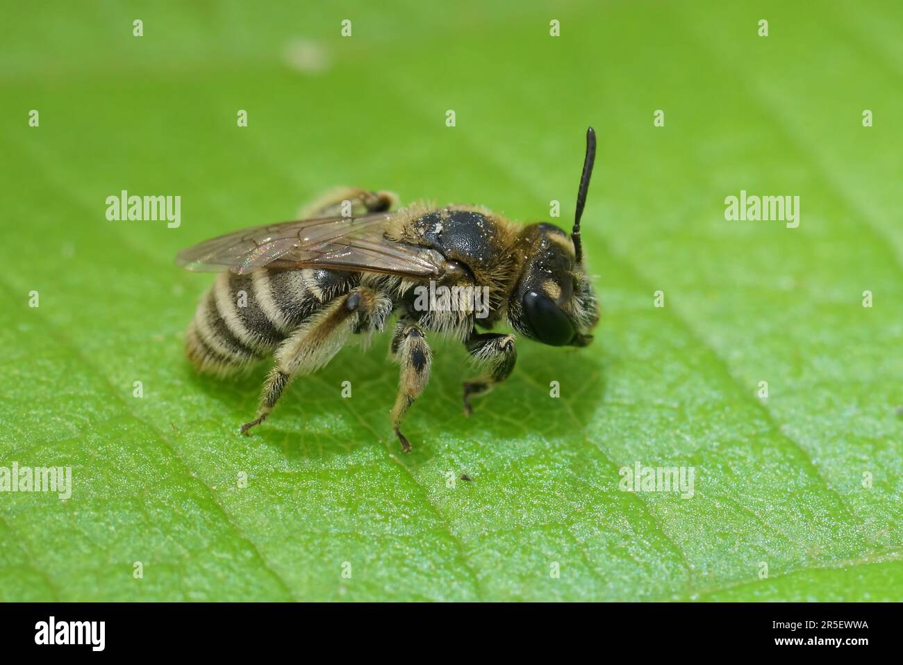 Natural closeup on a small female mining bee, Andrena farinosa sitting ...