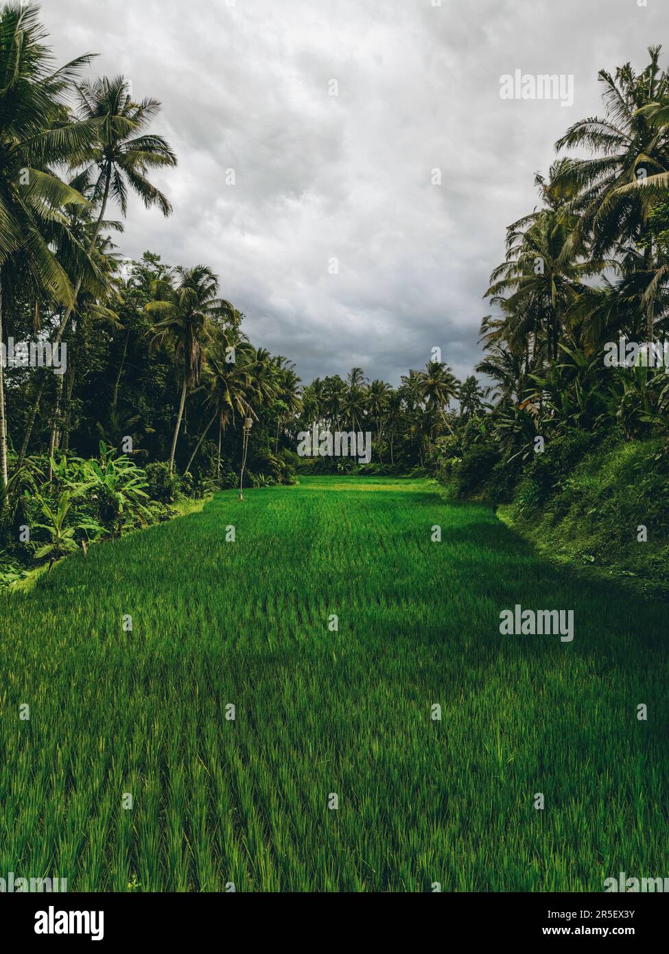 Aerial view of abstract geometric shapes of Bali Lush green rice fields ...