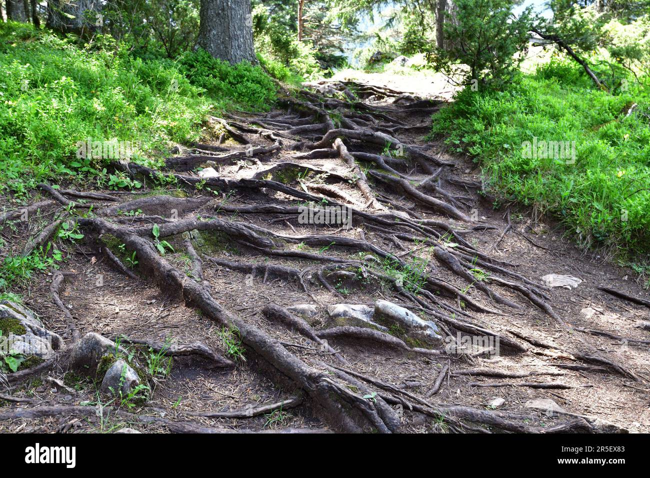 Forest path made of tree roots Stock Photo - Alamy