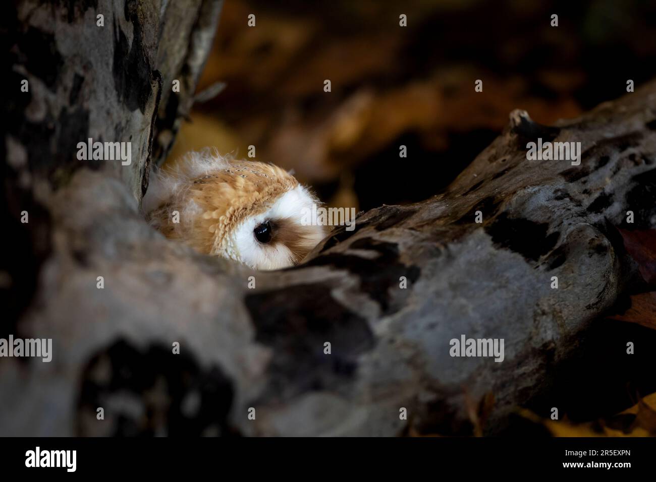 Owl hidden hi-res stock photography and images - Alamy