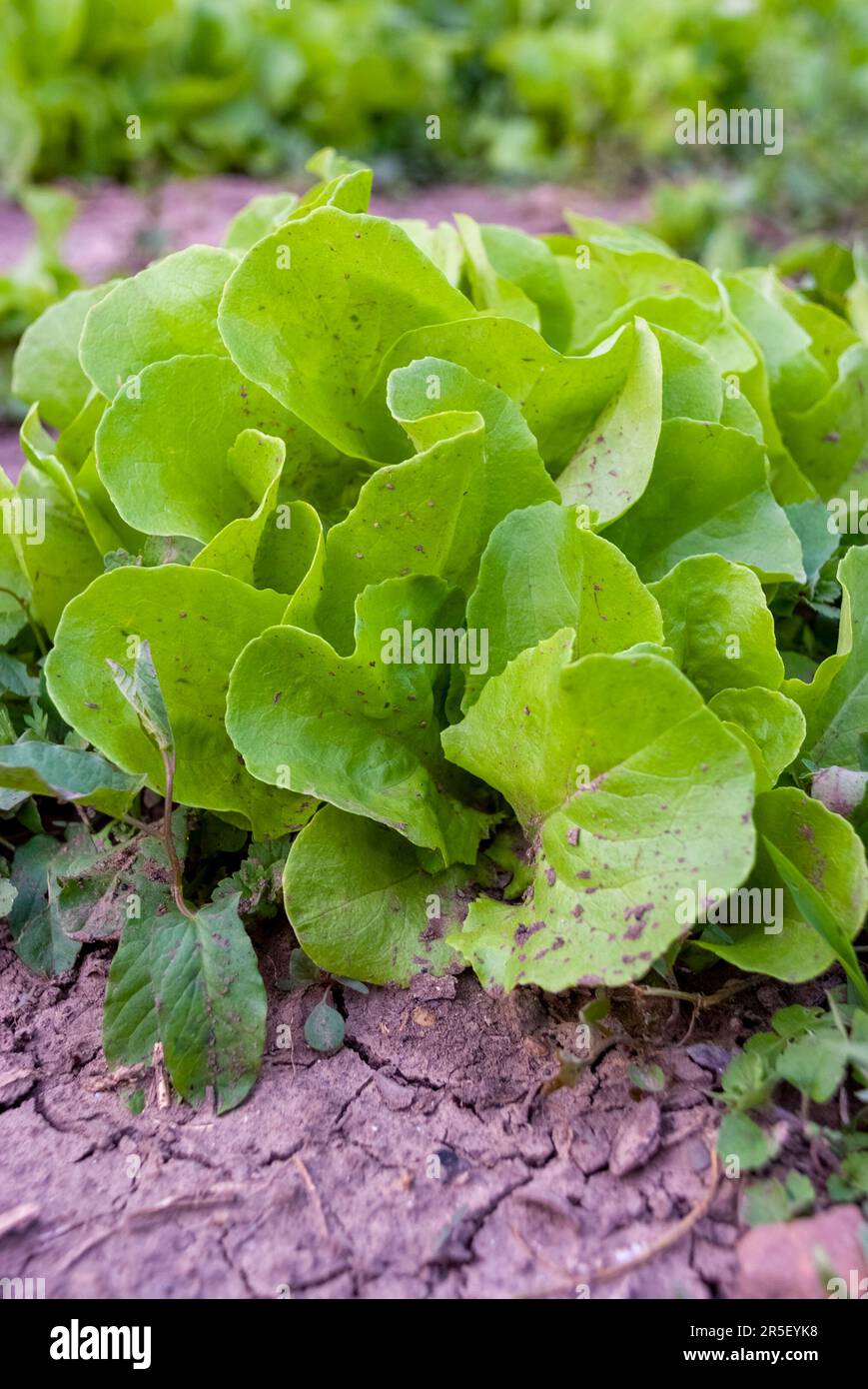 Green lettuces (Lactuca sativa) growing on garden patch. Healthy ...