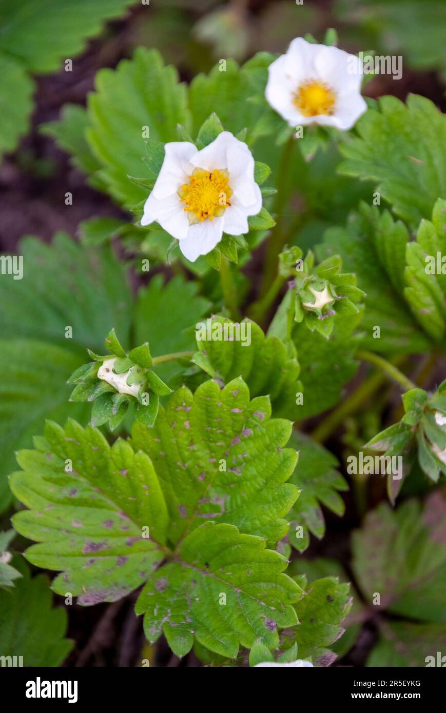 Cultivated Strawberry flower - Fragaria ananassa. Garden strawberries ...