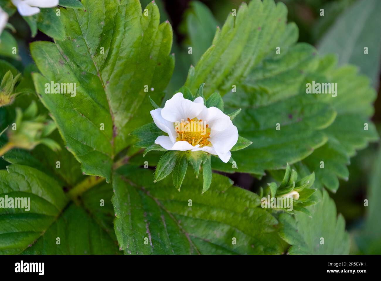 Cultivated Strawberry flower - Fragaria ananassa. Garden strawberries ...