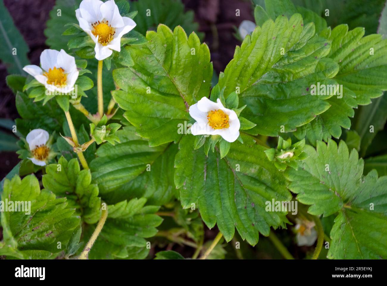 Cultivated Strawberry flower - Fragaria ananassa. Garden strawberries ...