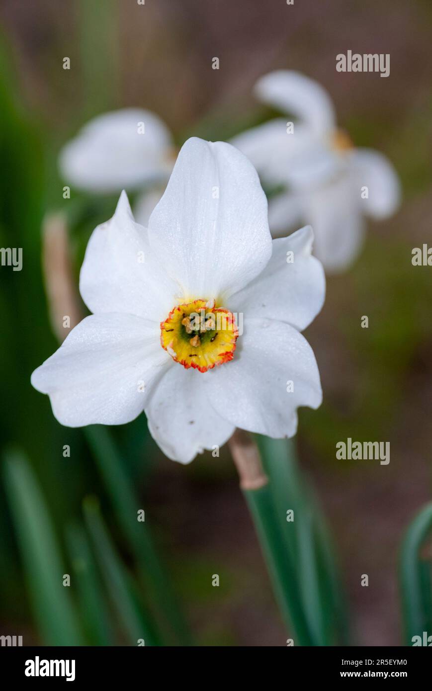 Head of blooming poet's daffodil - Narcissus poeticus also Narcis ...