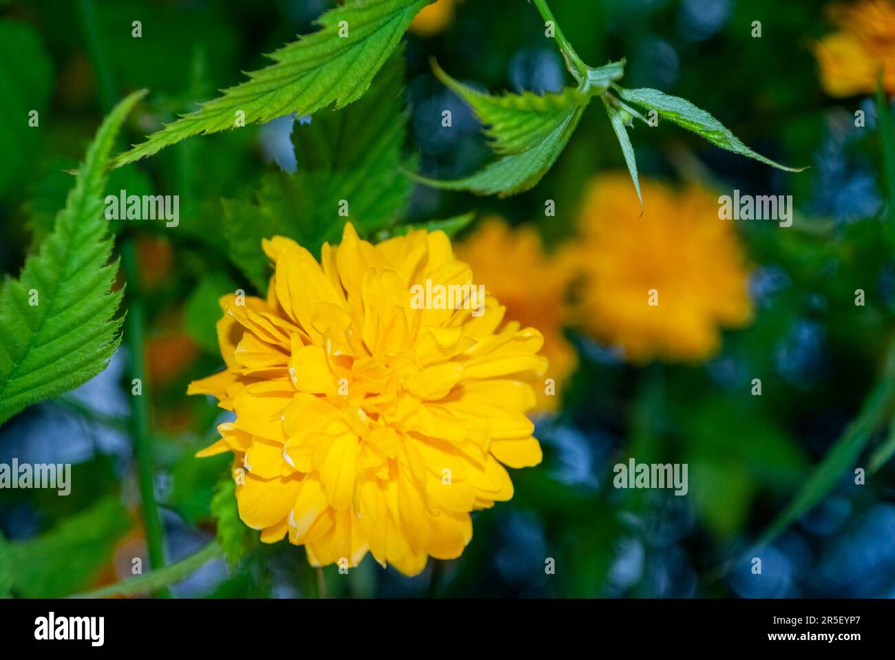 Japanese Kerria Pleniflora or Japanese rose - Kerria japonica Rose - a ...