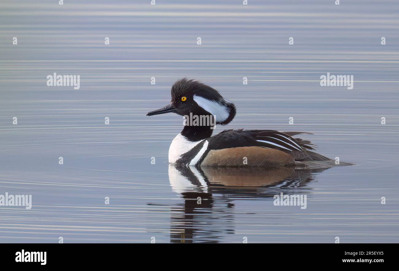 Hooded merganser male with lowered crest swimming in local pond in ...